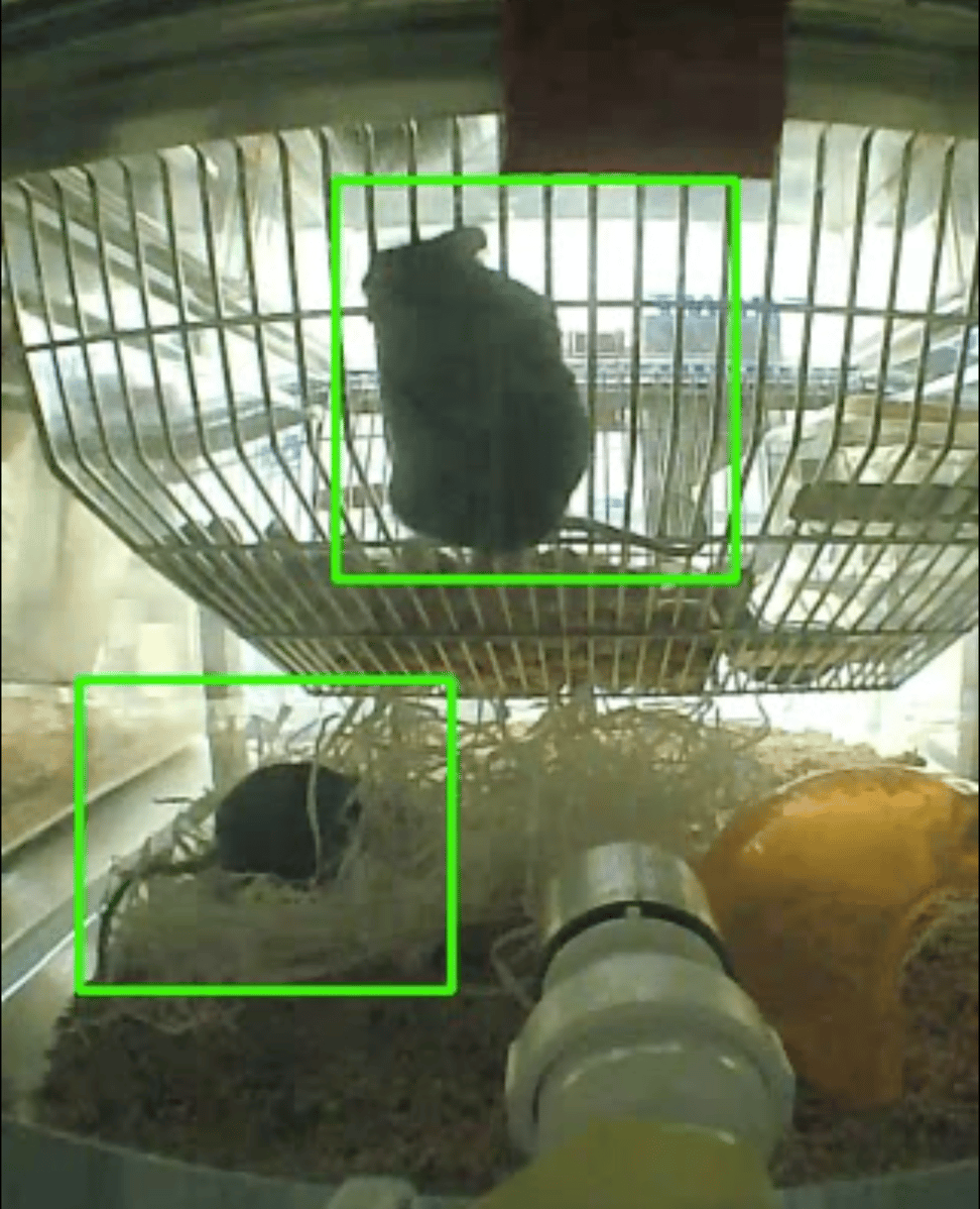 Free Webinar: Video-Based Remote Animal Monitoring